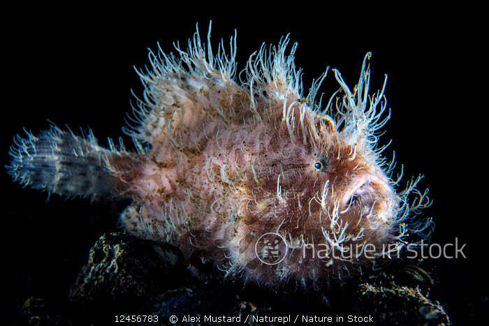 Hairy Angler Fish