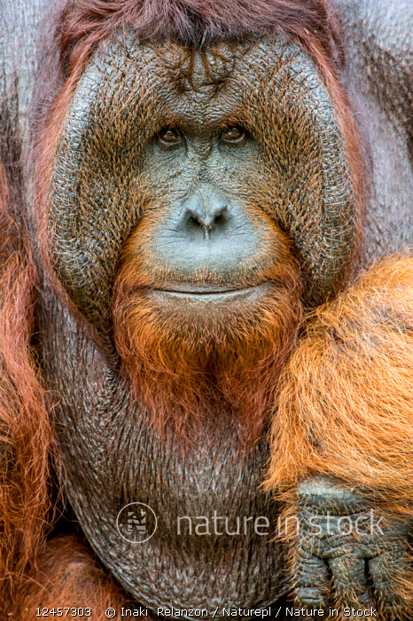 Male Bornean Orangutan