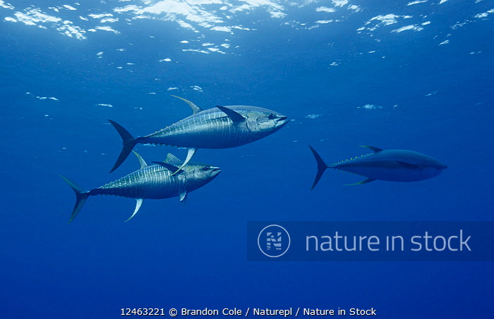 Nature in Stock