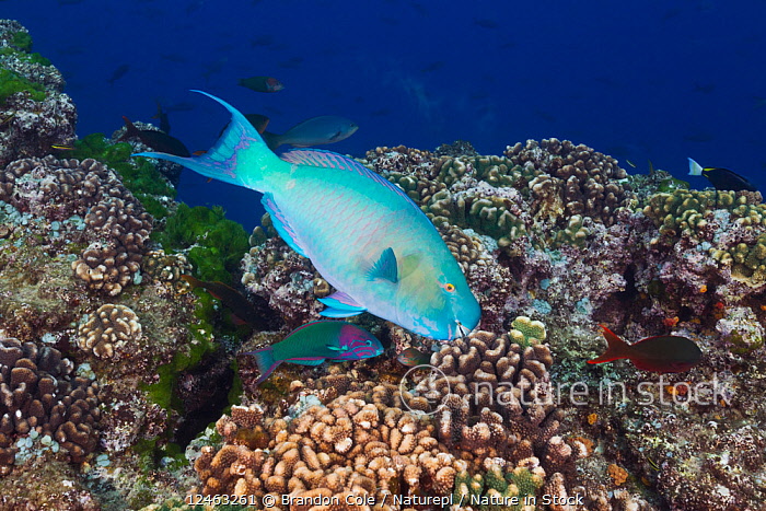 Redlip Parrotfish