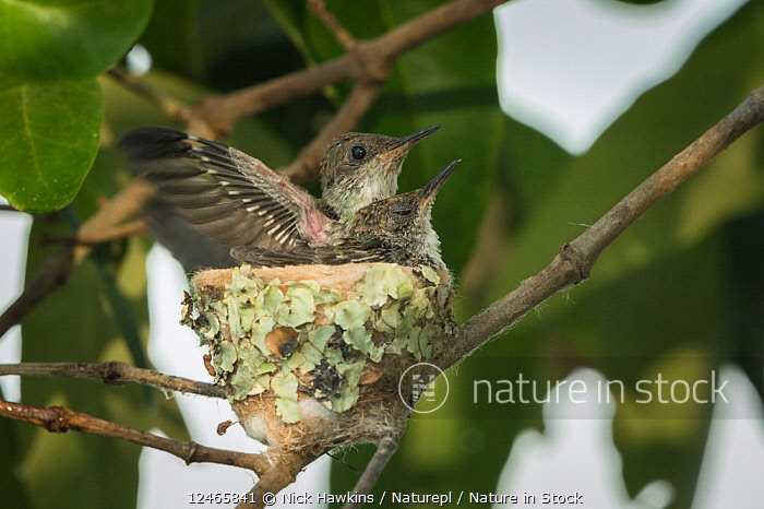 Endangered Hummingbird Photos Photos Of Threatened Hummingbirds Have