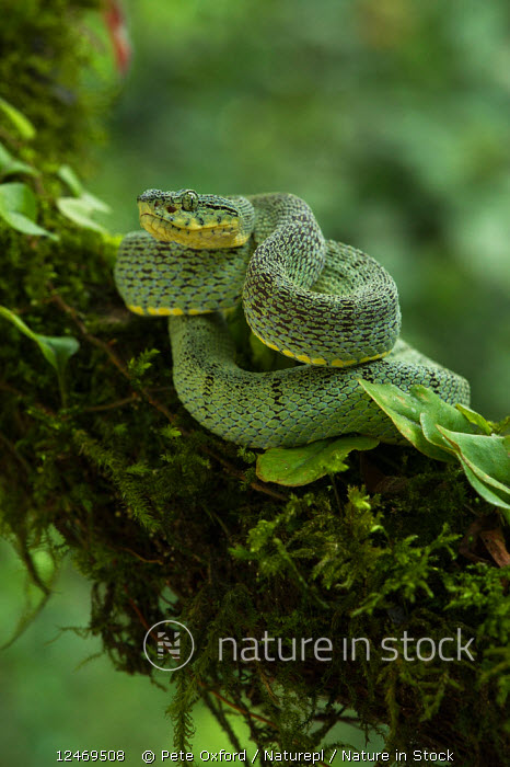 Amazon Pit Viper Snake Pit Viper Encounter During My 1st Herping