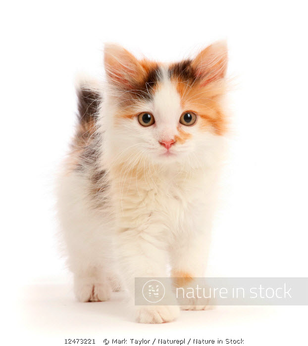 Fluffy Calico Kitten