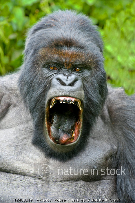 Silverback Gorilla Teeth