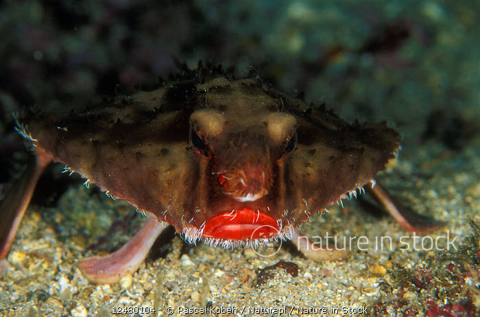 Red Lipped Batfish Reproduction