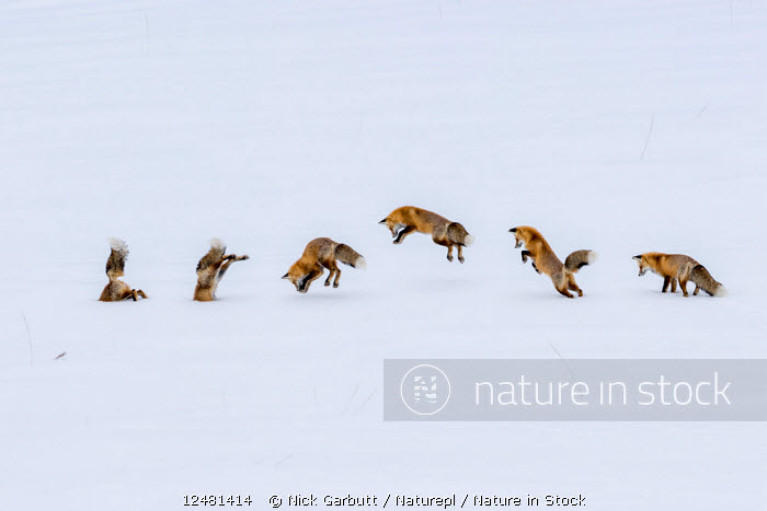 Nature in Stock