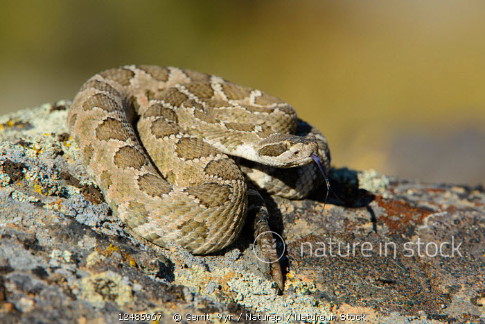 Crotalus Viridis Oreganus