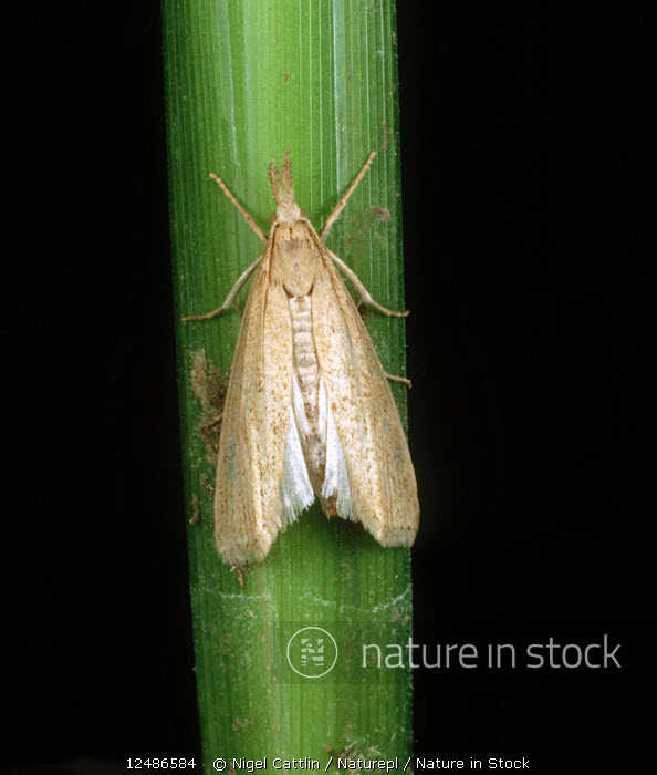Rice Moth
