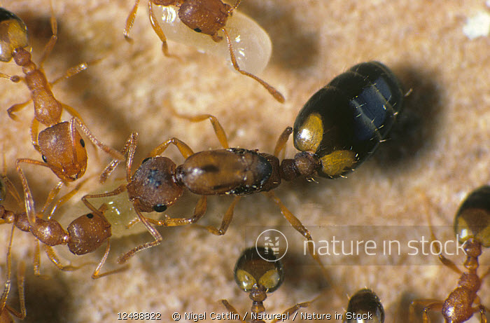 Pharaoh Ants Queen