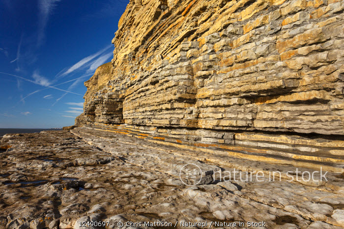 Sedimentary Rock Limestone Crinoid Limestone: Mineral Information,