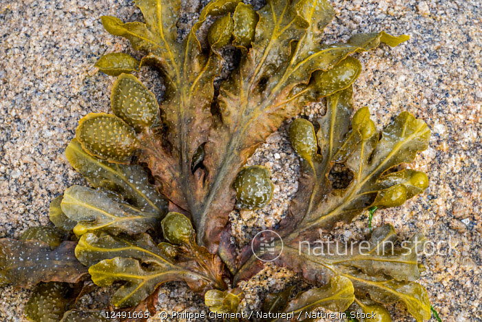 Fucus Brown Algae Slide