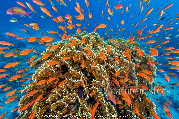 Coral Reef Plankton