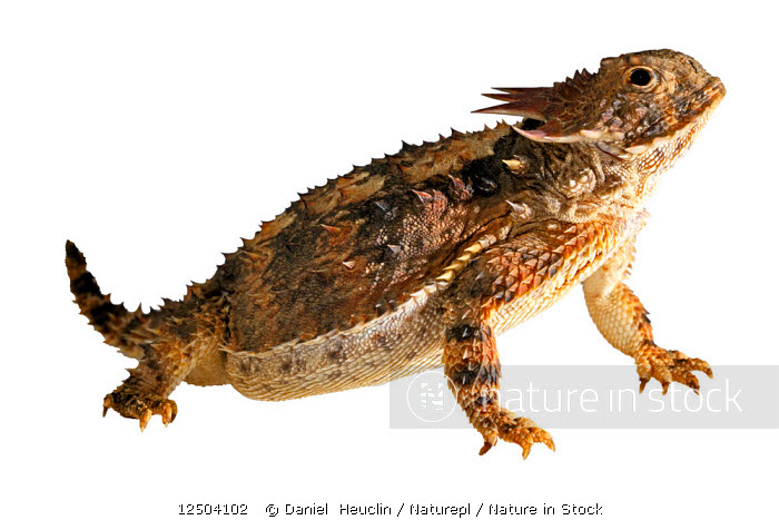 Regal Horned Lizard