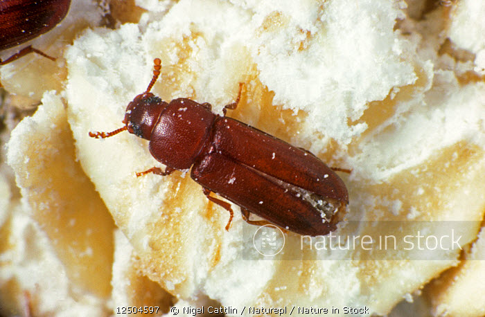 Rust Red Flour Beetle