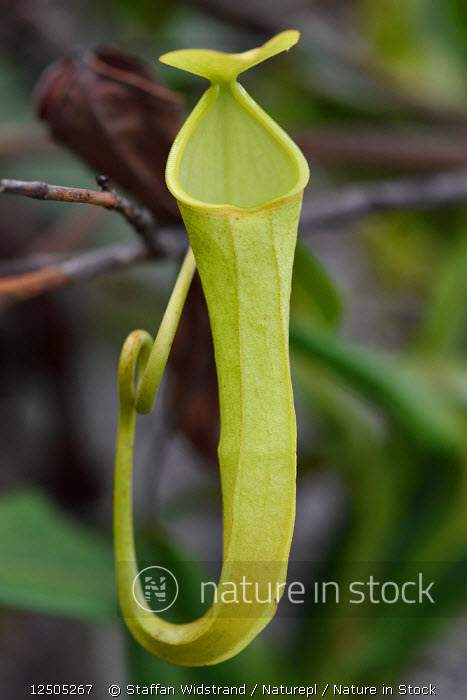 Nature in Stock