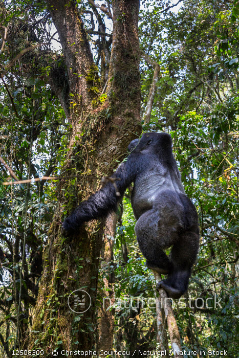 Gorilla Climbing