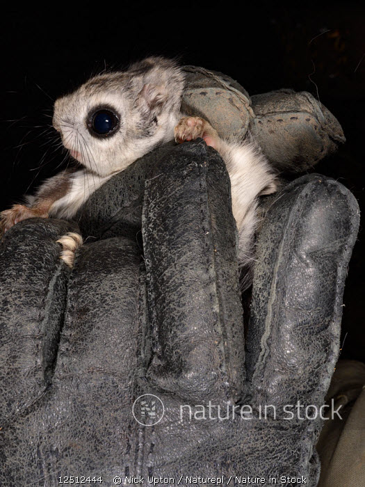 Siberian Flying Squirrel