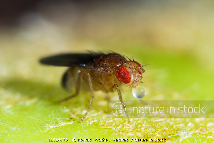 Nature in Stock