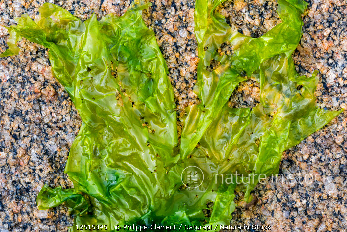 Nature in Stock