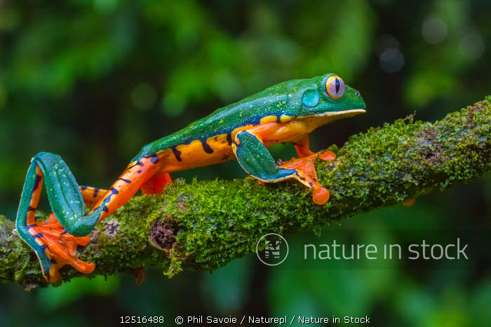 Splendid Leaf Frog