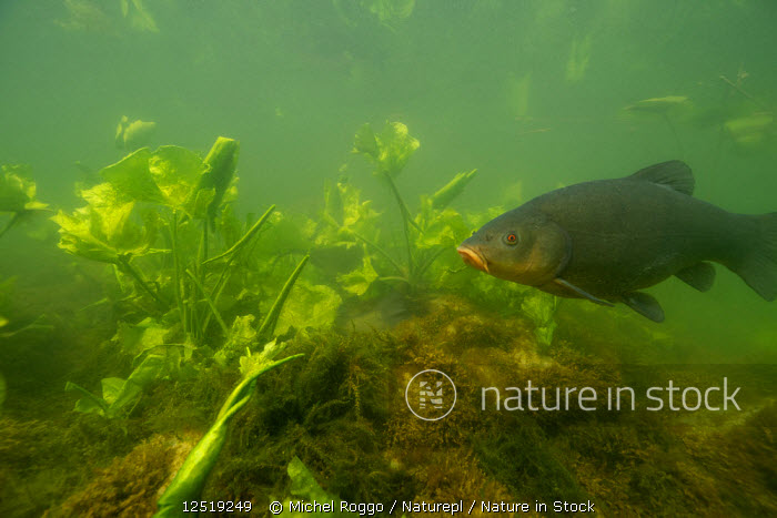 Male And Female Tench