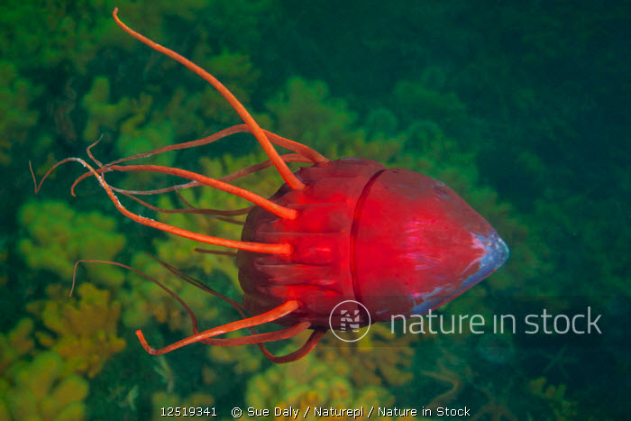 Deep Sea Jellyfish Periphylla