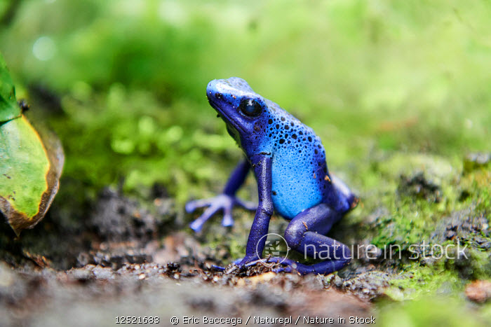 Blue Spotted Frog