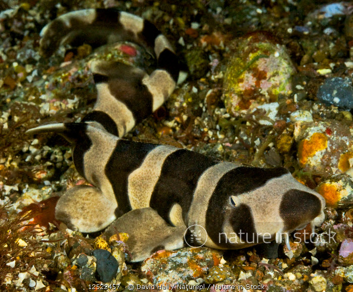 Brownbanded Bamboo Shark