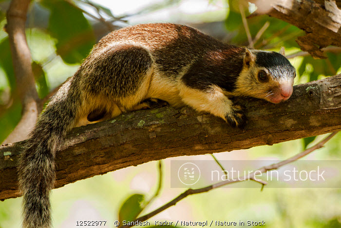 Grizzled Giant Squirrel