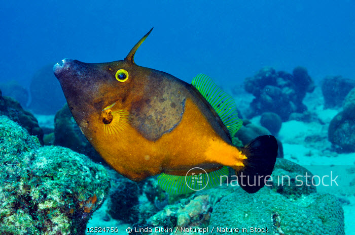White Spotted Filefish