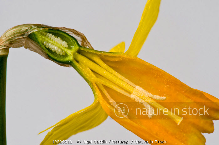 Cross Section Of A Flower