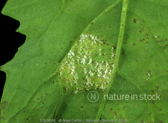 Peronospora Parasitica
