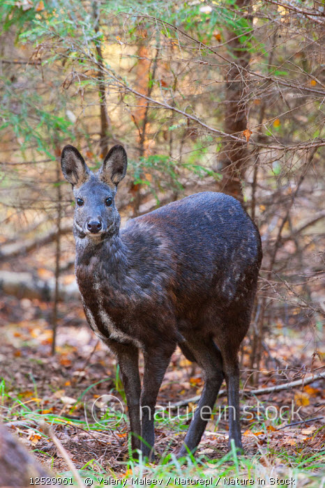 Female Musk Deer