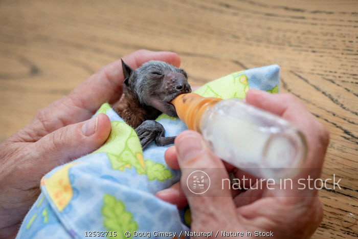 Baby Bats Being Bottled Fed