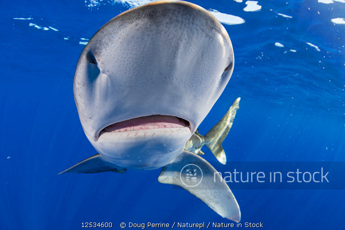 Ampullae Of Lorenzini In Sharks