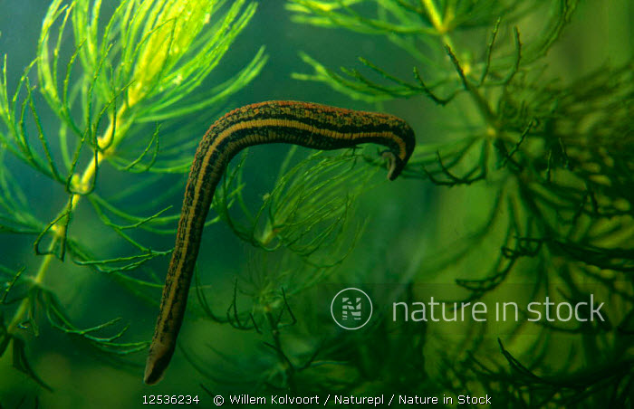 Hirudo Medicinalis Photo & Art Print Medicinal Leech Or Hirudo