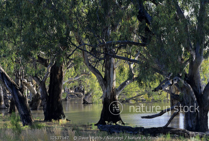 Nature in Stock