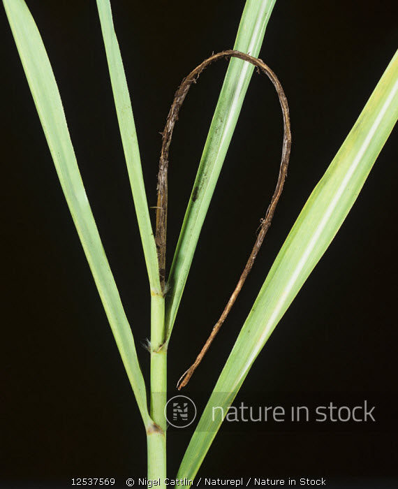 Nature in Stock