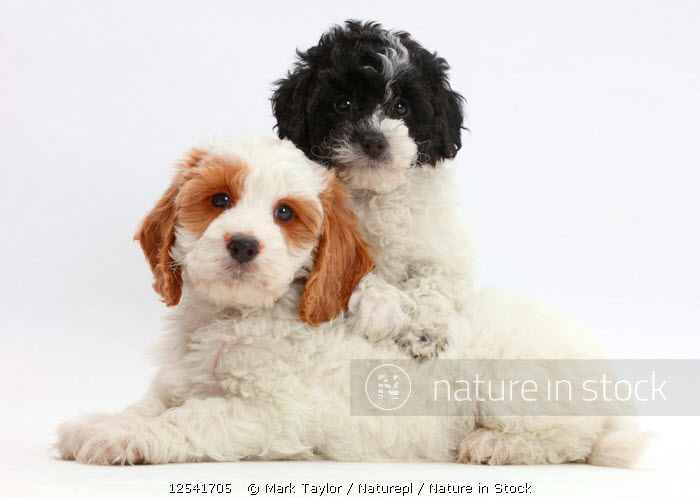 Cockapoo Black And White