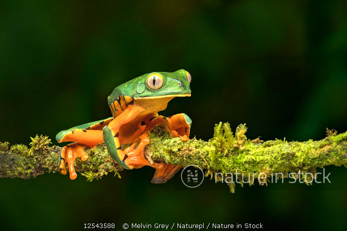 Splendid Leaf Frog