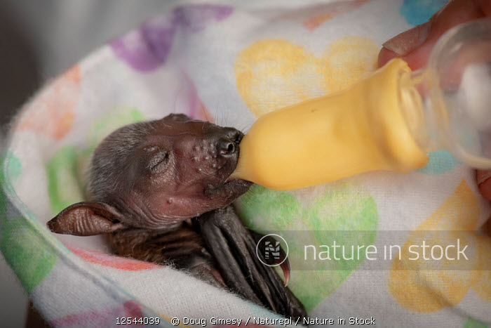 Baby Grey Headed Flying Fox