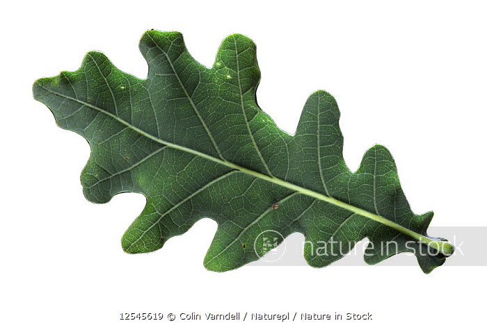Quercus Robur Leaf