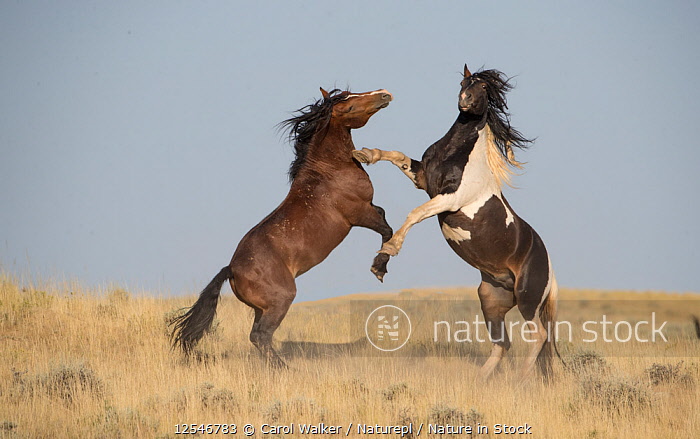 Wild Horse Rearing Images