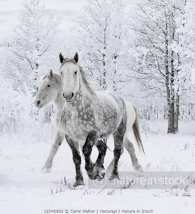 Dapple Grey Percheron Horses