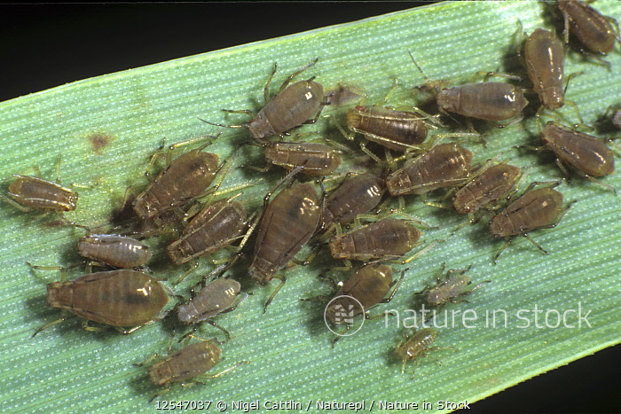 Barley Bugs Flour Bugs | Cause & Prevention For Bugs Found In Rice