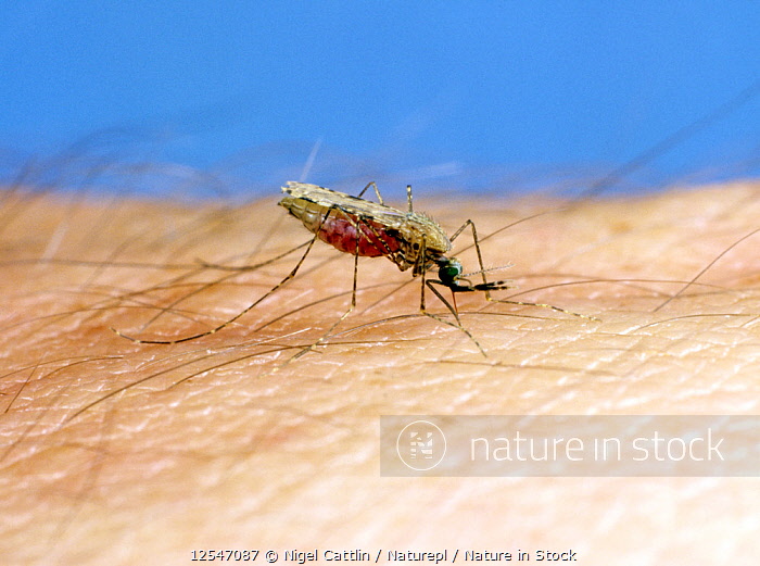What Is Anopheles Gambiae