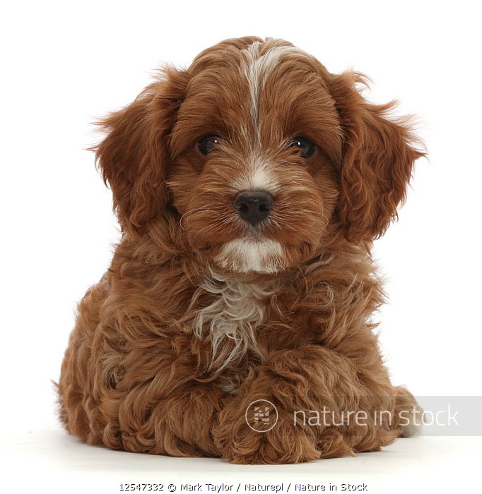 At What Age Is A Cavapoo Full Grown