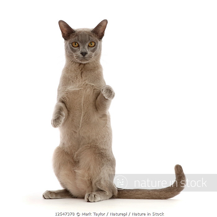 Kitten Sitting Up Understanding Your Cat's Body Language