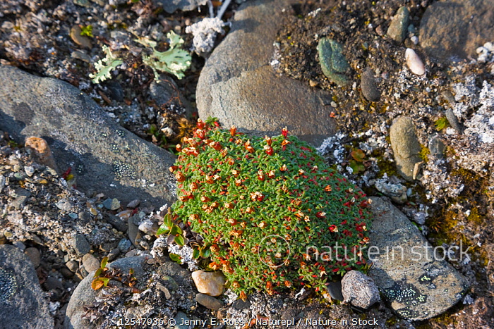 Arctic Azaleas In Tundra