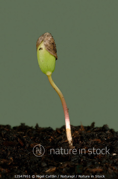 Apple Seedling